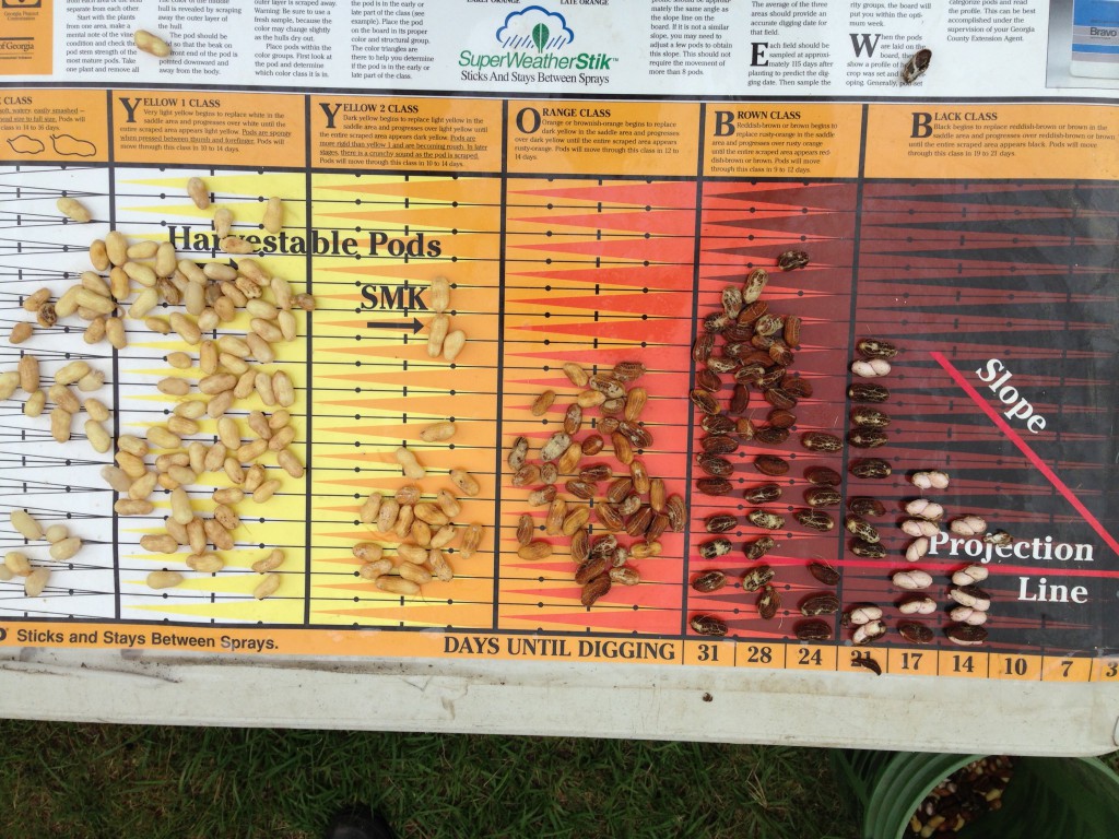 Peanut Maturity Checks Ben Hill County Ag