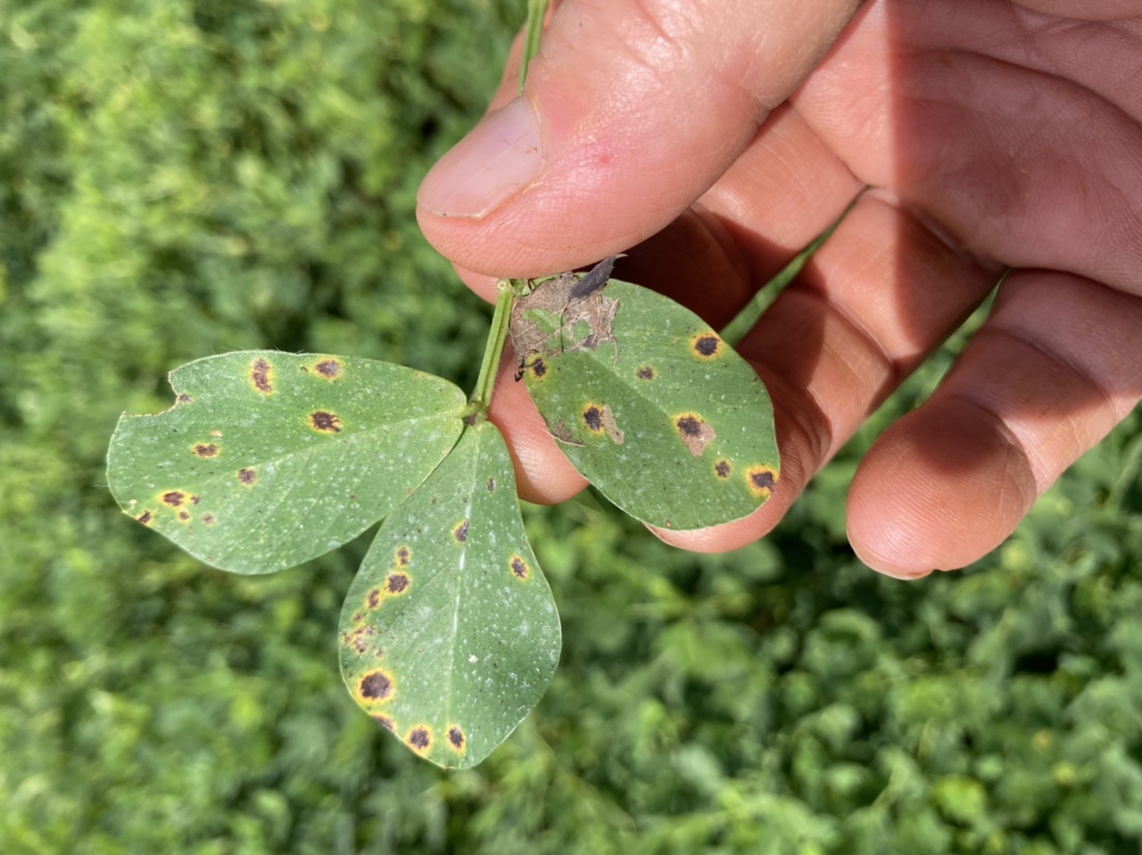 Maturity Checks in Peanuts & Row Crop Disease Update | Ben Hill County Ag