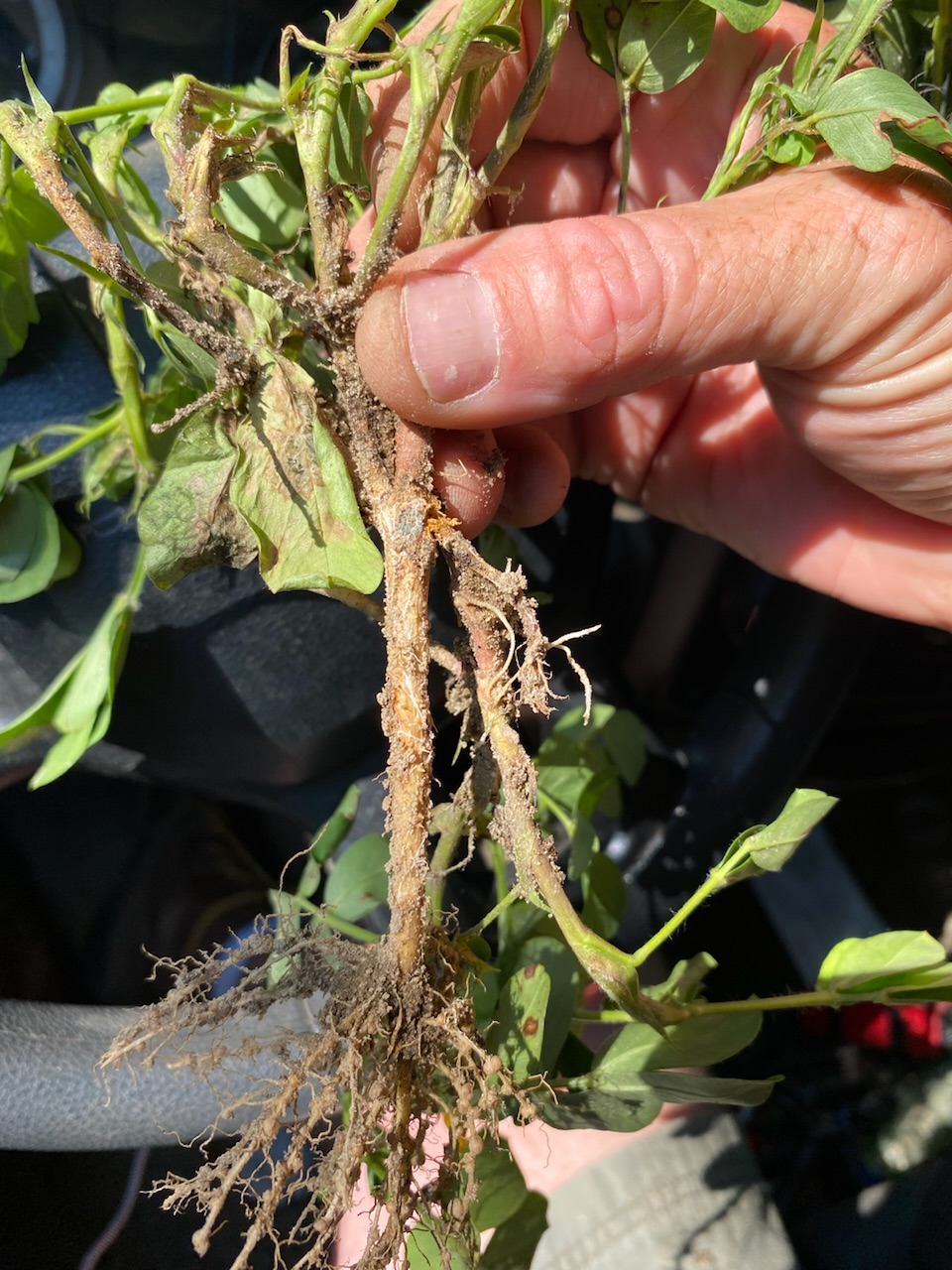 Row Crop Disease Update – Peanuts, Soybean Rust & Southern Rust | Ben ...