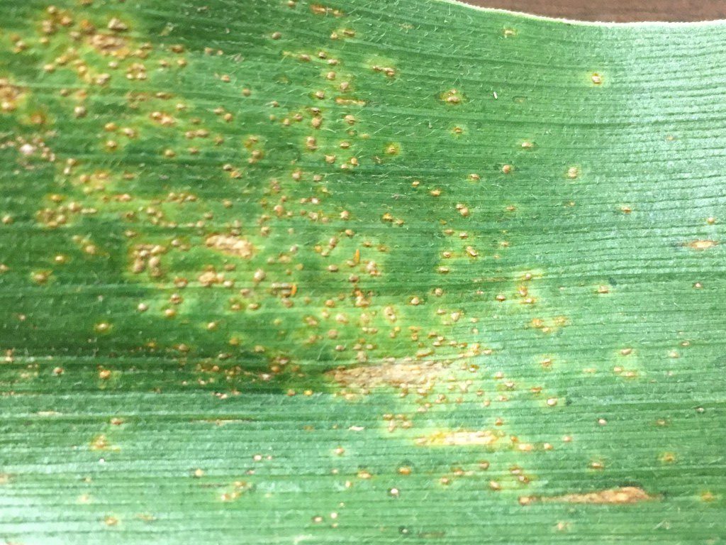 Southern Corn Rust Confirmed | Burke County Ag News