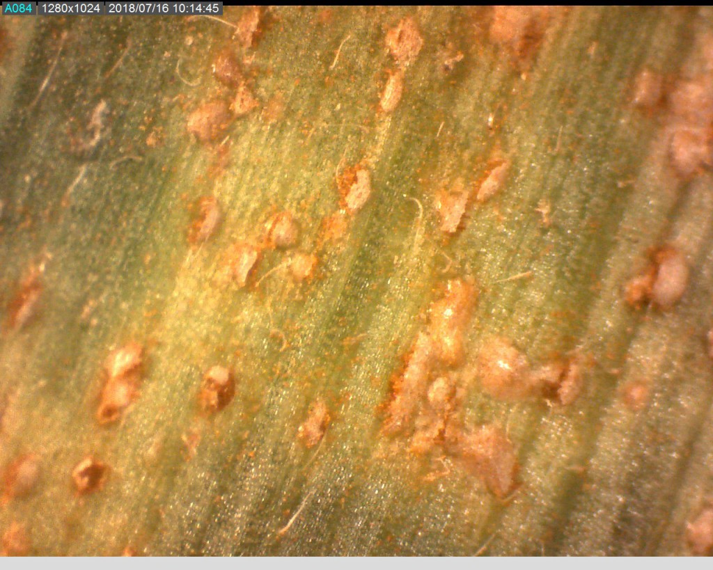 Southern Corn Rust Confirmed | Burke County Ag News