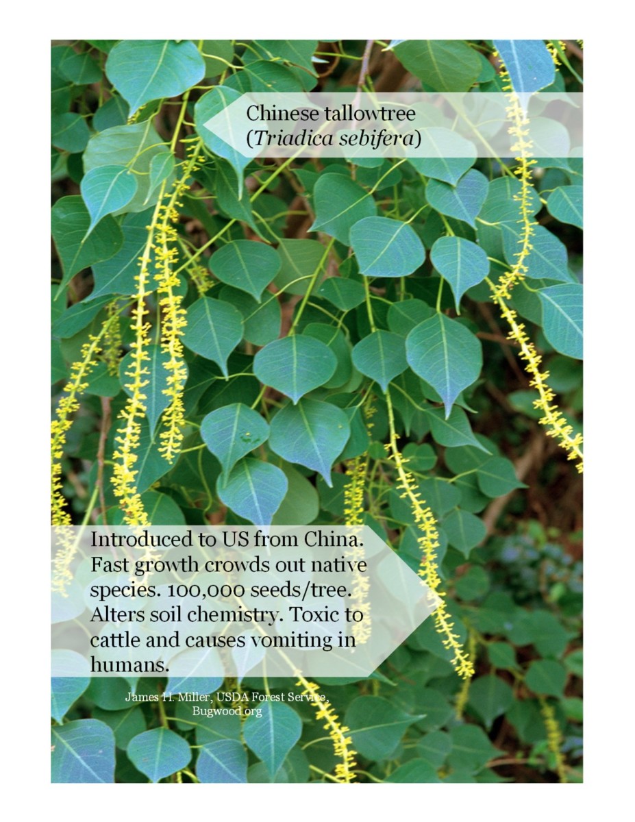 Chinese tallow tree (aka popcorn tree) is an invasive species | Camden ...