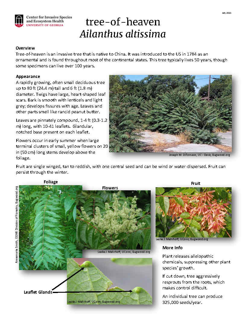 Invasive Species Alert: Tree of Heaven (Ailanthus altissima) | Camden ...
