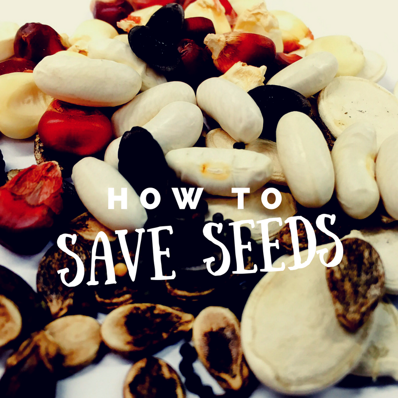 Saving Seeds-The power of the past and promise of the future ...
