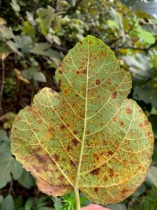 Why are my leaves falling off my fig tree? | What’s the Dirt