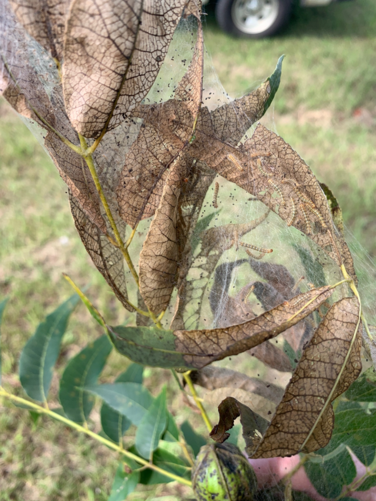 Fall Webworms!! | What’s the Dirt