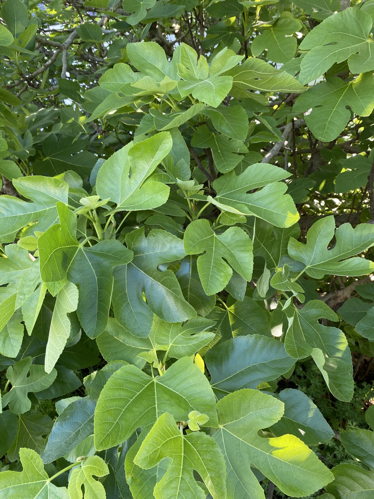 How do I fertilize my figs? | What’s the Dirt