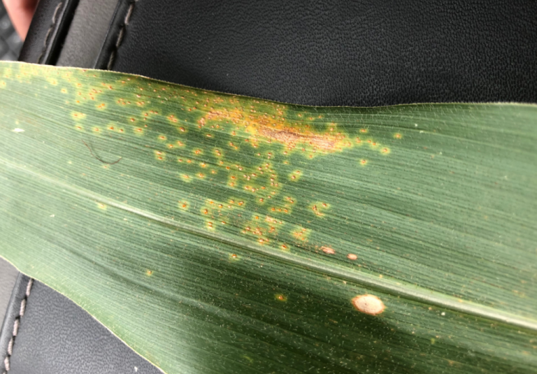 Southern Corn Rust | UGA Extension Cook County
