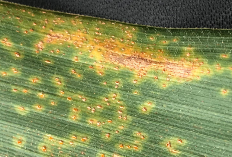 Southern Corn Rust | UGA Extension Cook County