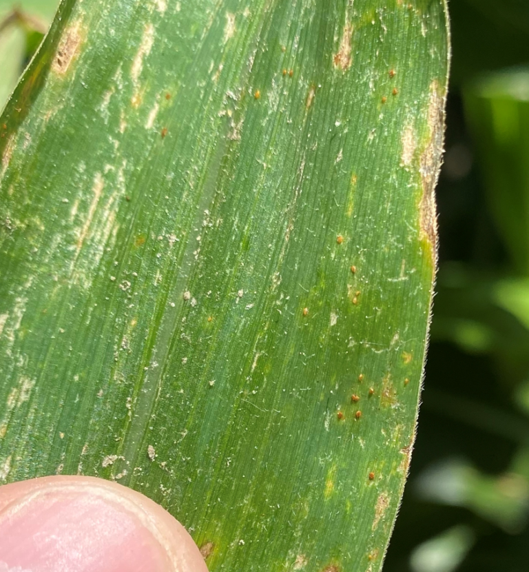 Southern Corn Rust | UGA Extension Cook County