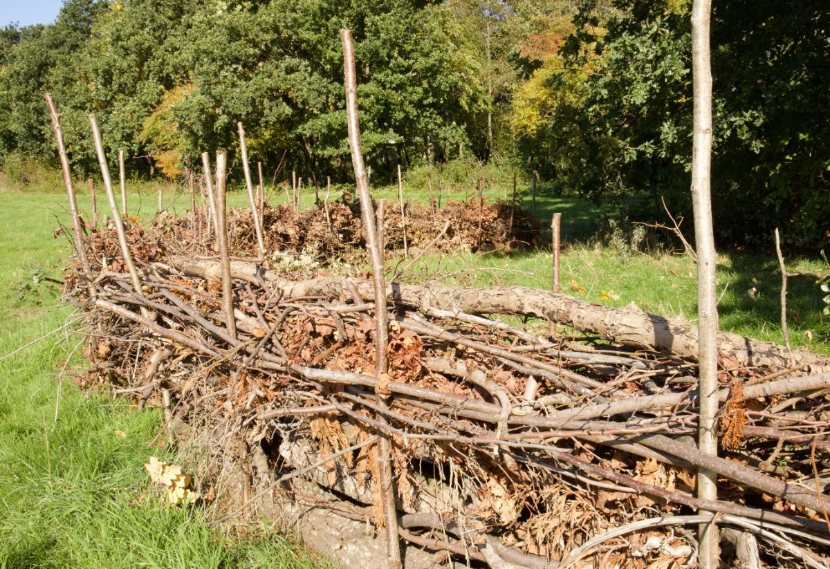 Building A Dead Hedge Enhance Your Garden With A Unique Winter Project Dig Into Dekalb County