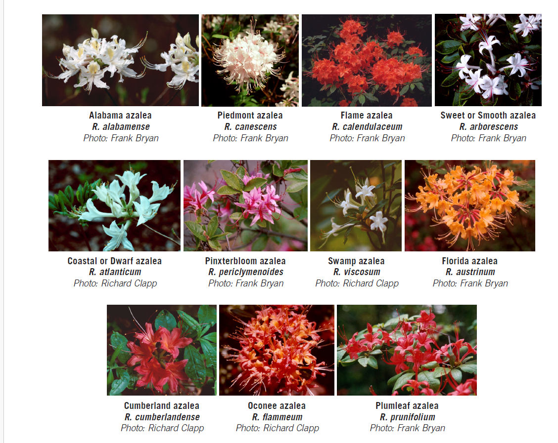Native Azaleas | Dig Into DeKalb County