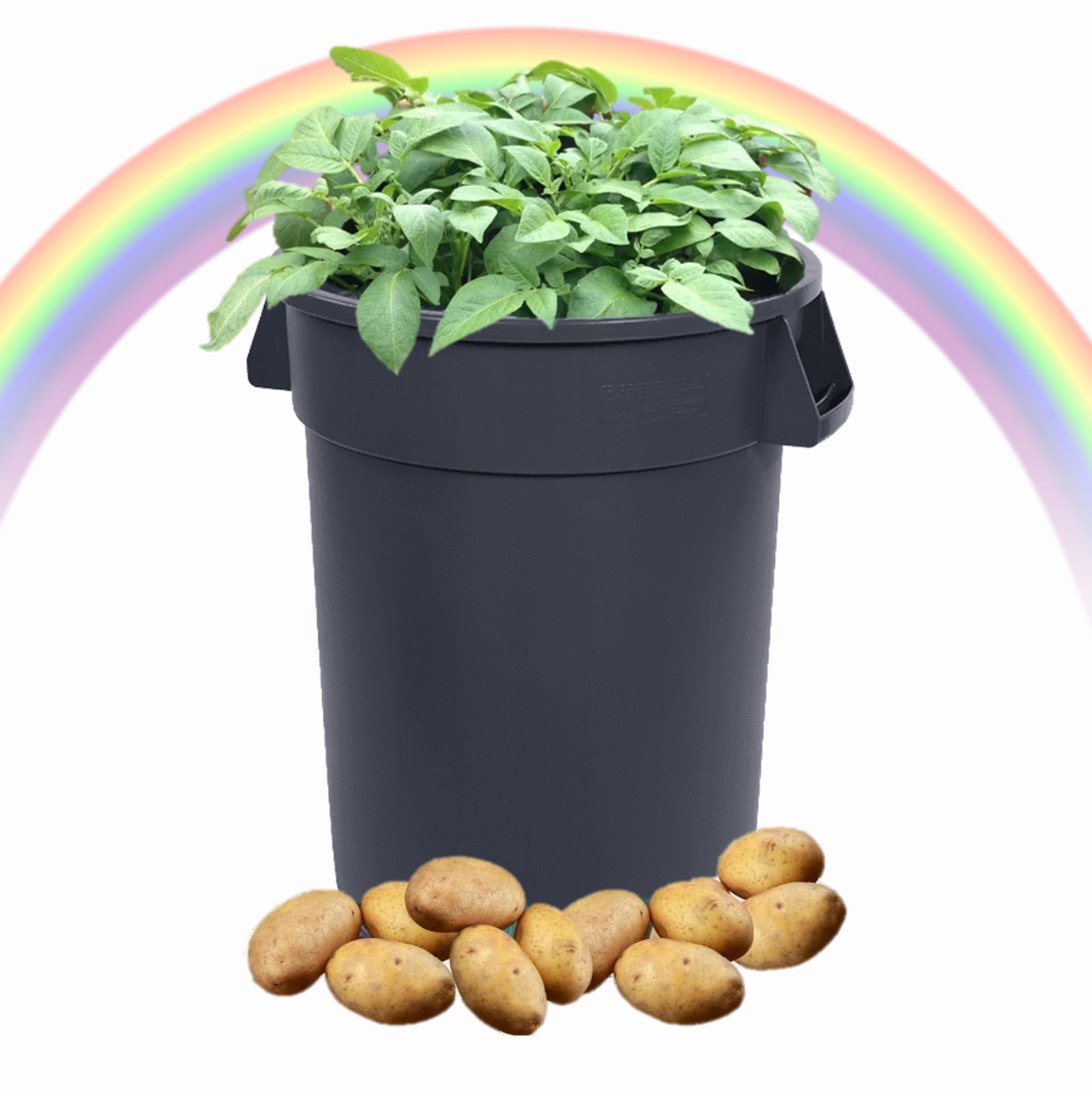 Grow Potatoes in a Trash Can | Dig Into DeKalb County