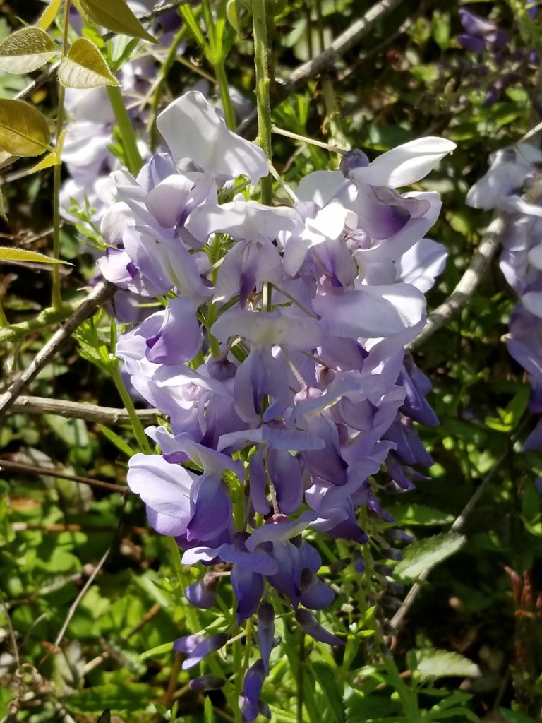 Nonnative Wisterias: Chinese and Japanese Wisterias | Dougherty County ...