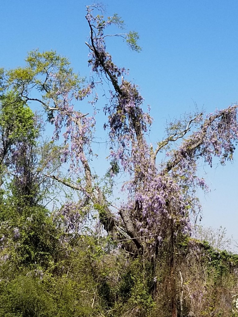 Nonnative Wisterias: Chinese and Japanese Wisterias | Dougherty County ...