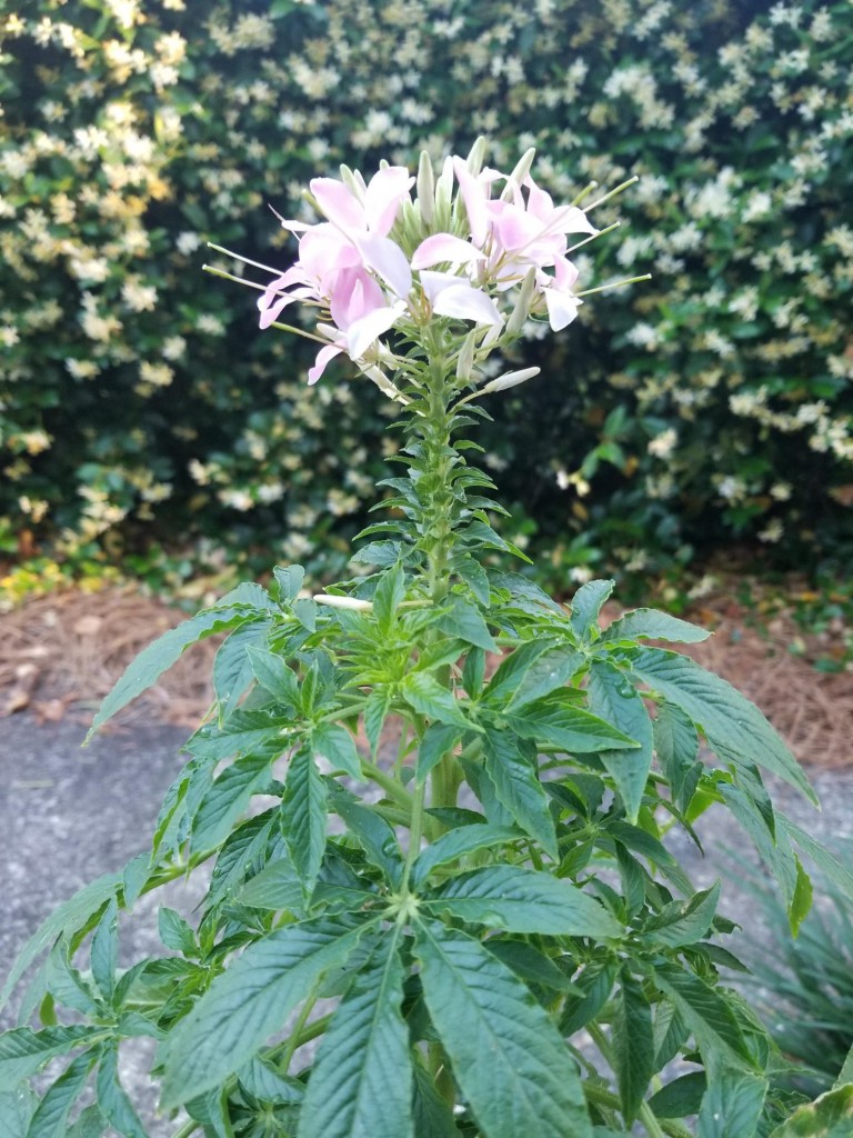 Cleome hassleriana (Spider Flower) | Dougherty County Horticulture Topics