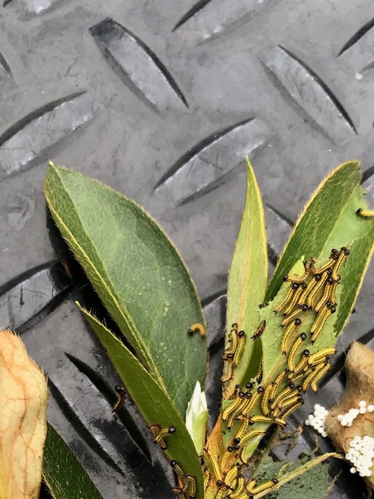 Azalea Caterpillars | Dougherty County Horticulture Topics