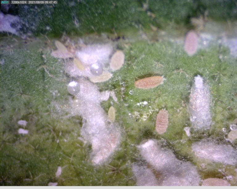 Attack of the Mealybugs | Dougherty County Horticulture Topics