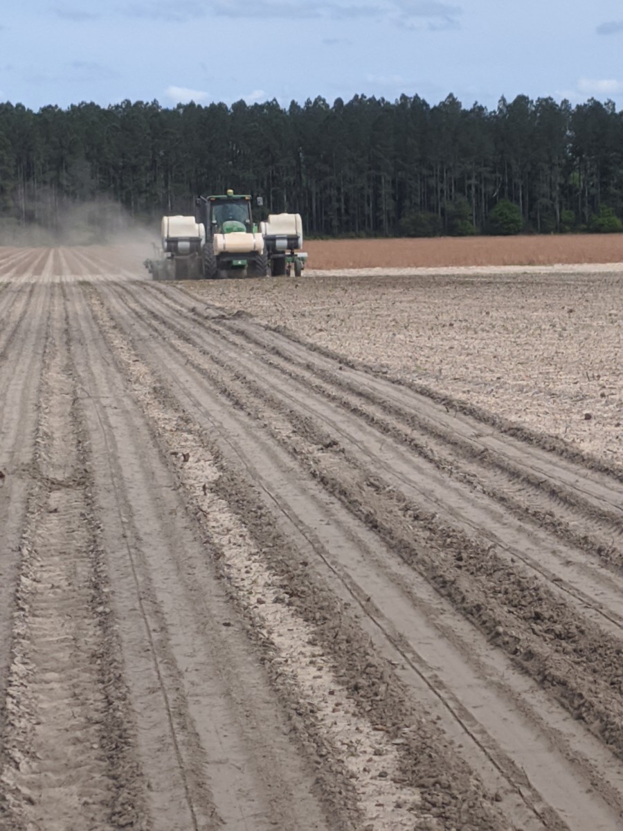 Local Field Corn Variety Test 2022 | Candler-Evans Ag Updates