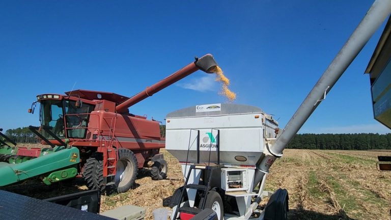 Local Corn Plot 2022 Yield Data | Candler-Evans Ag Updates