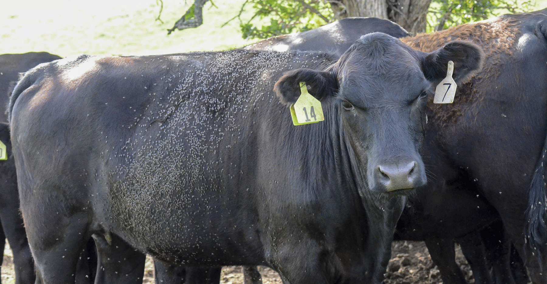 Managing Flies on Cattle in Southeast Georgia | Candler-Evans Ag Updates