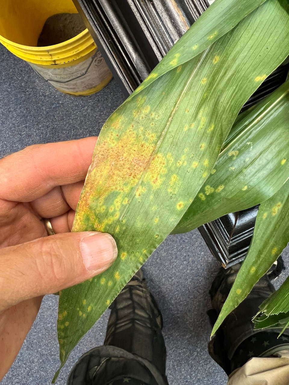 Southern Corn Rust Confirmed Near Georgia Border | Candler-Evans Ag Updates