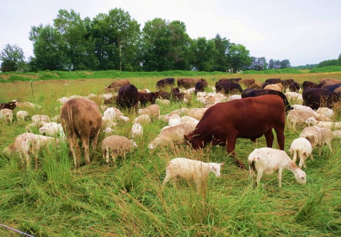 Turn Weeds into Feed with Multispecies Grazing | UGA Forage Extension Team