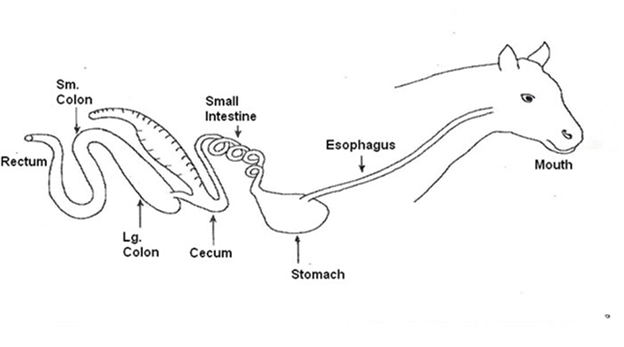 Understanding a horse’s digestive system | UGA Forage Extension Team