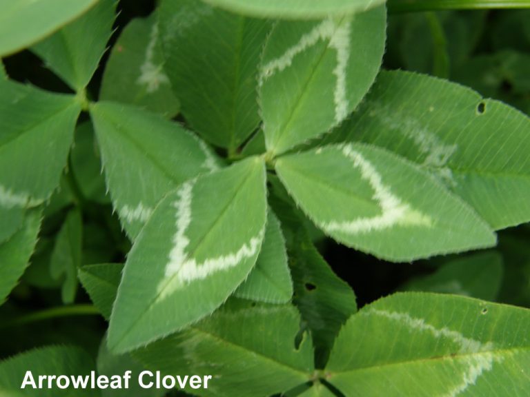 Which annual clover do I plant? | UGA Forage Extension Team