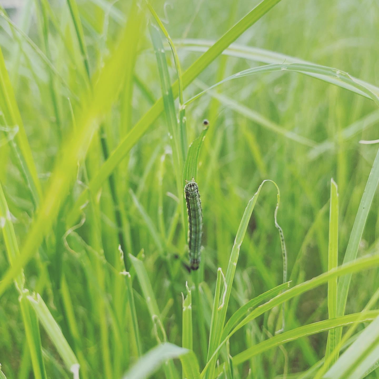 Forage Insect Pests | UGA Forage Extension Team