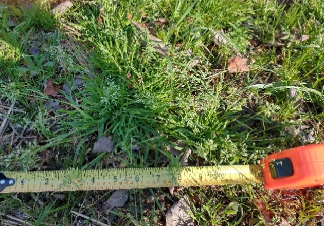 Winter Weed Identification and Control | UGA Extension Forsyth County