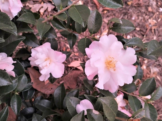 BOLO: Winter Blooming Plants | UGA Extension Forsyth County