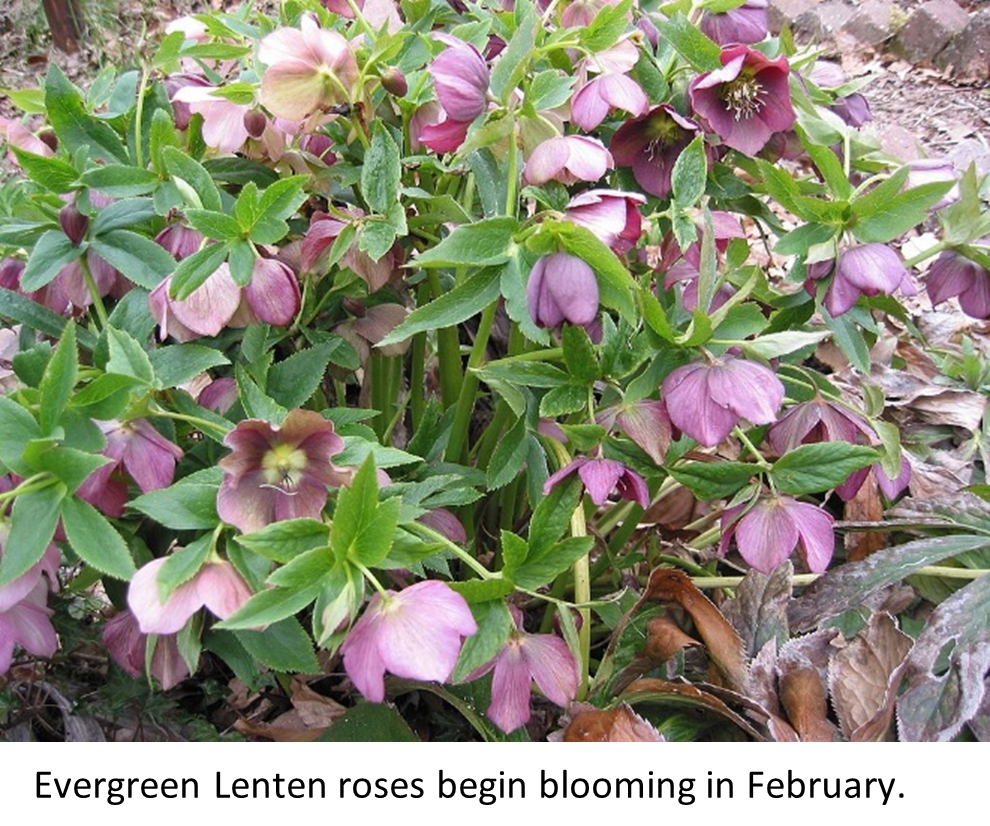 BOLO: Winter Blooming Plants | UGA Extension Forsyth County