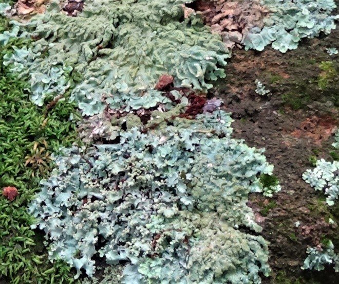 Lichen: One of Nature’s Wonders | UGA Extension Forsyth County