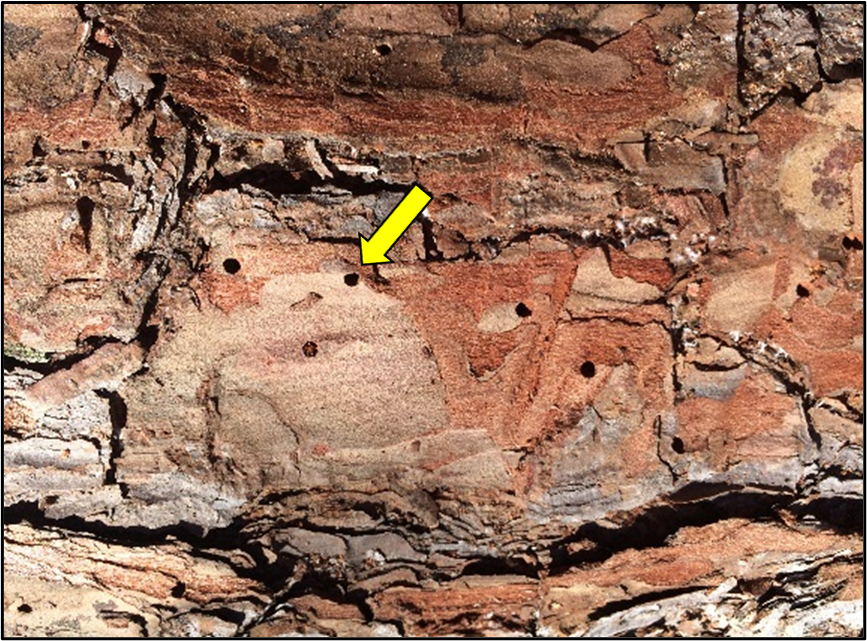 Drought Stressed Georgia Pines are Dying from Engraver Bark Beetle ...