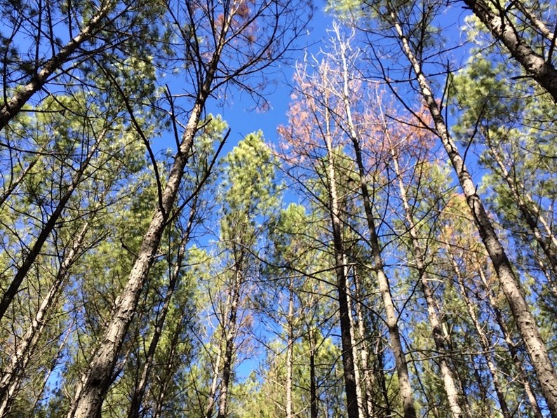 Drought Stressed Georgia Pines are Dying from Engraver Bark Beetle ...