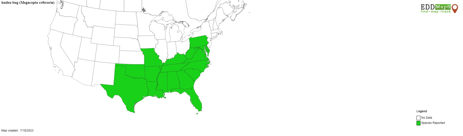 Invasive plant profile: Kudzu | UGA Extension Forsyth County