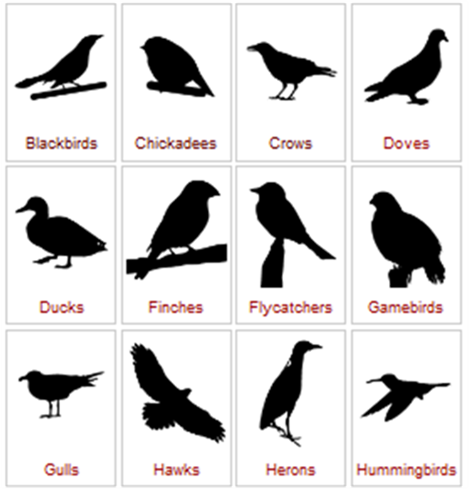 Learn to identify birds for fun and science | UGA Extension Forsyth County