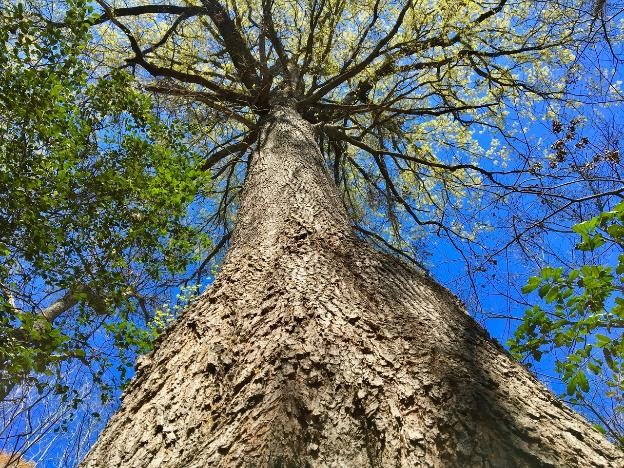 Join our search for Forsyth’s Champion Trees | UGA Extension Forsyth County