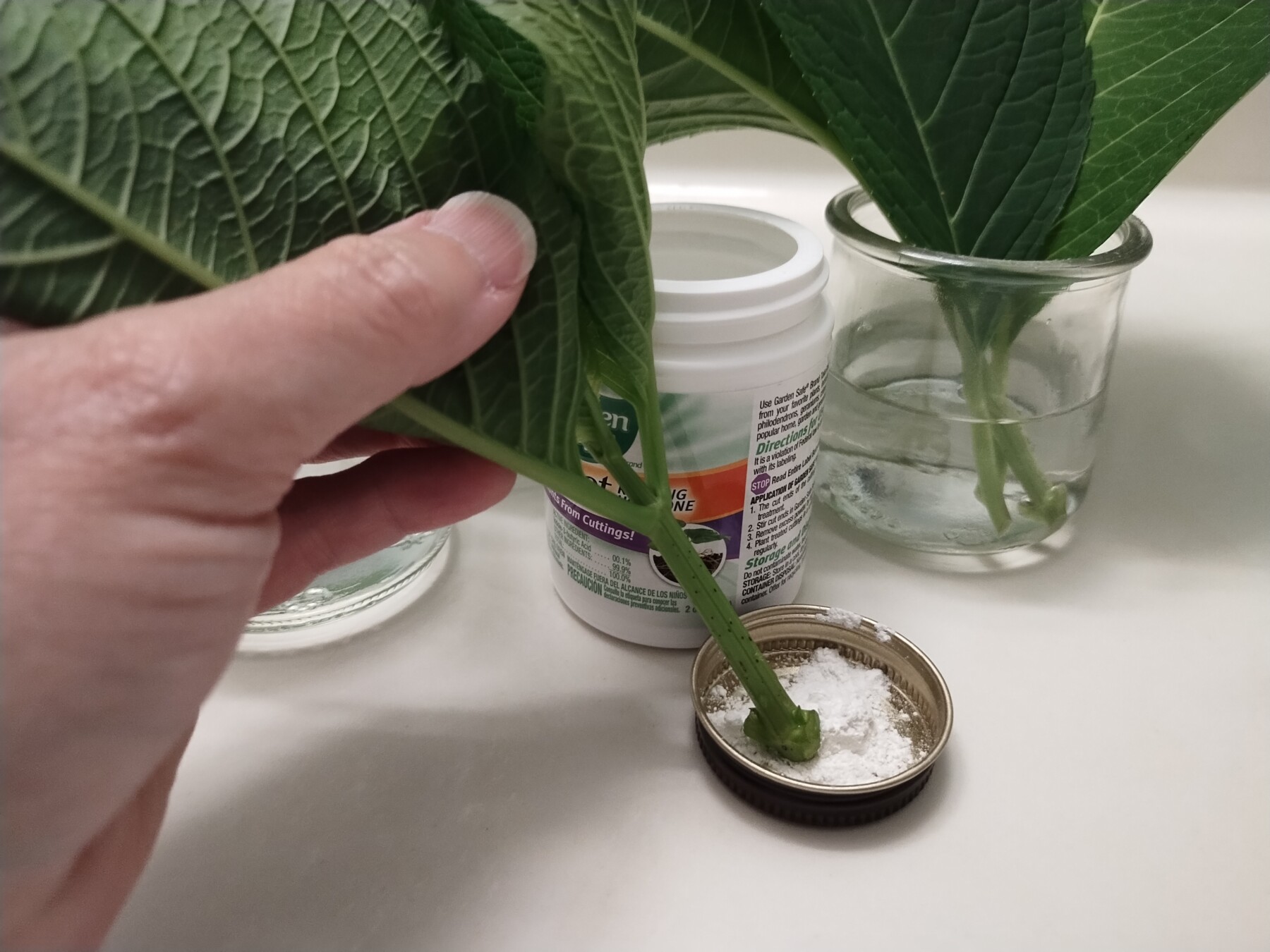 Plant propagation for landscape and house plants | UGA Extension ...