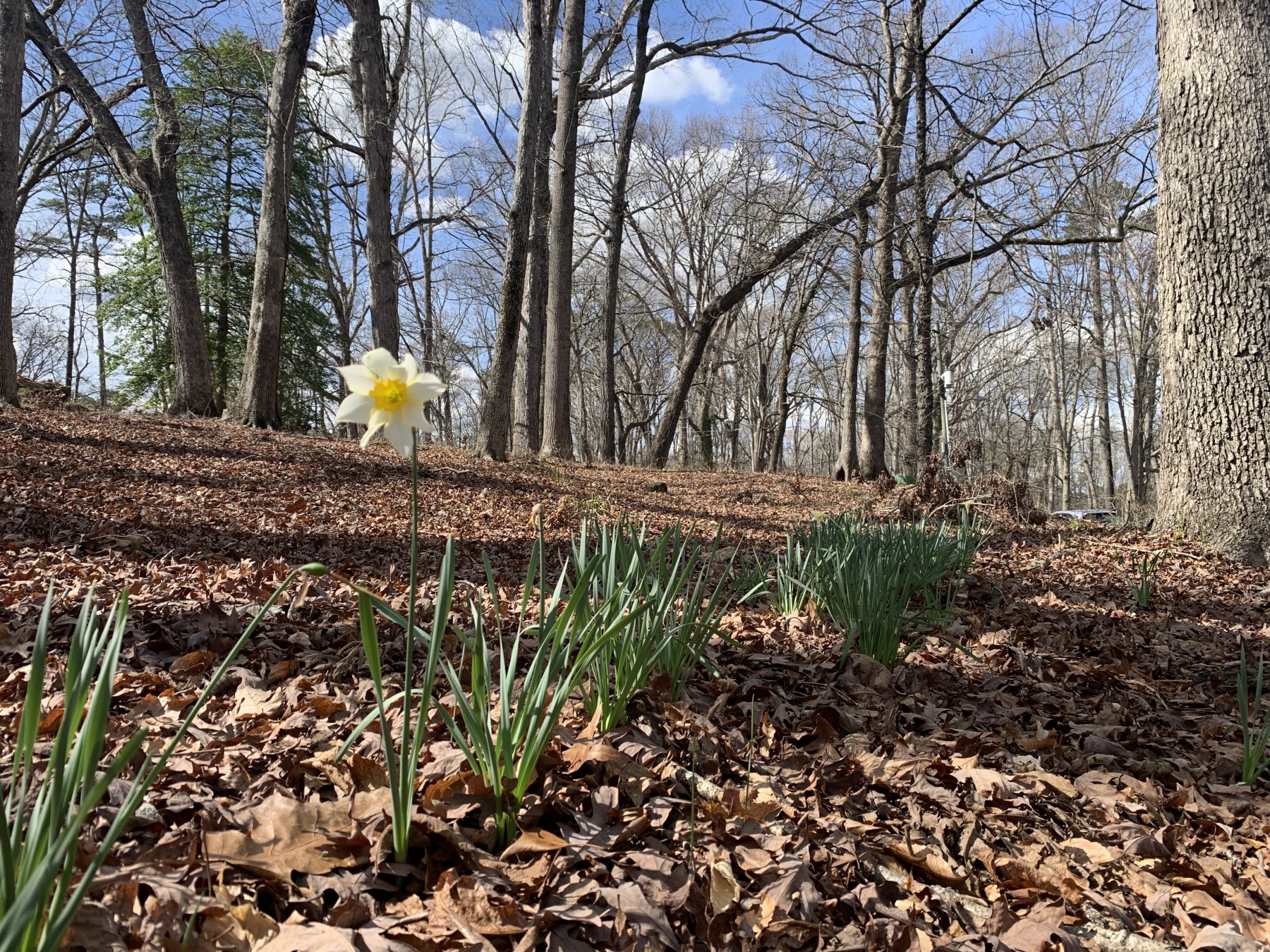 A Winter Walk in The Woods | Fulton From the Ground Up