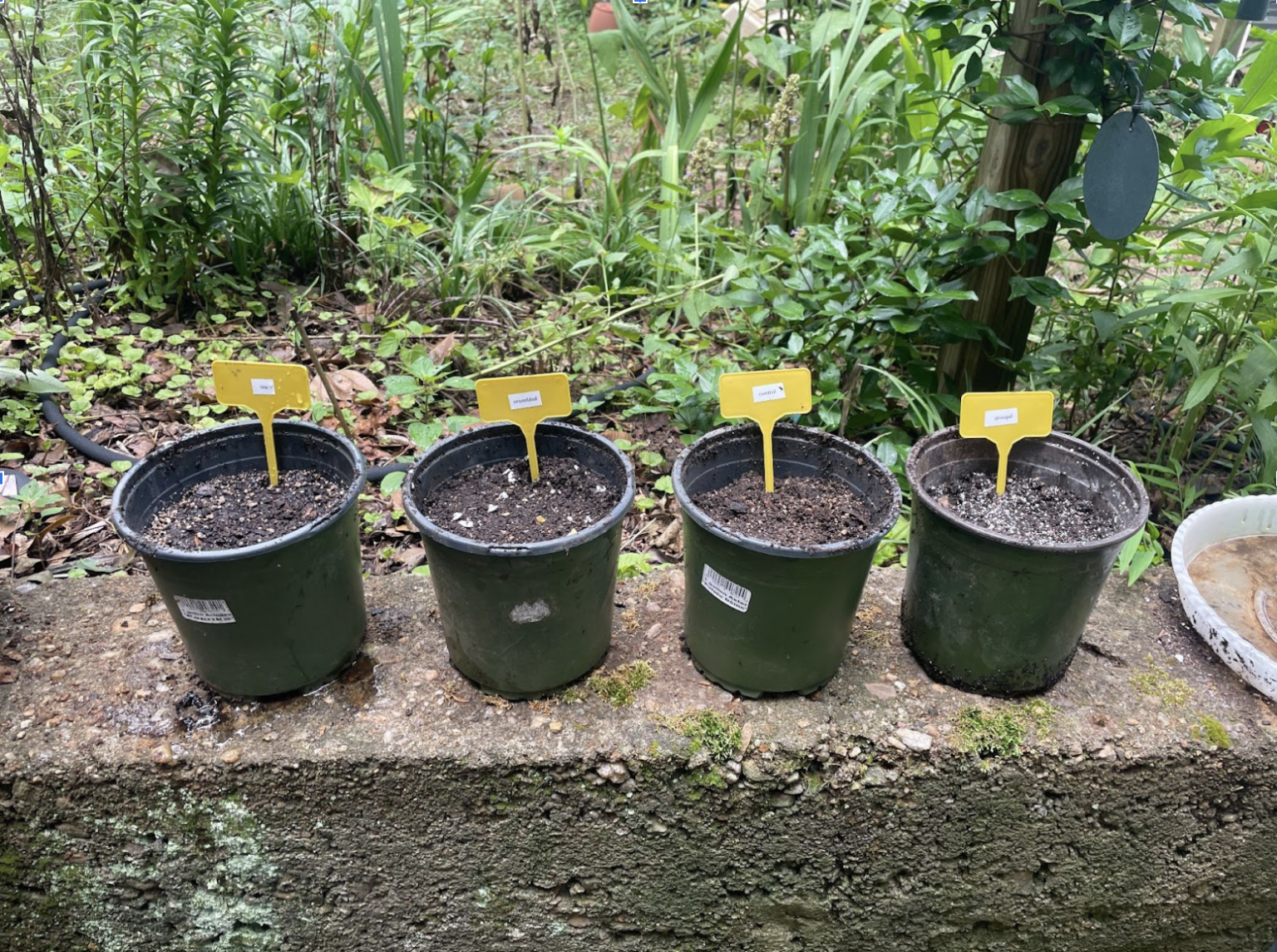 Getting the Most from Eggshells in Your Tomato Garden | Fulton From the ...