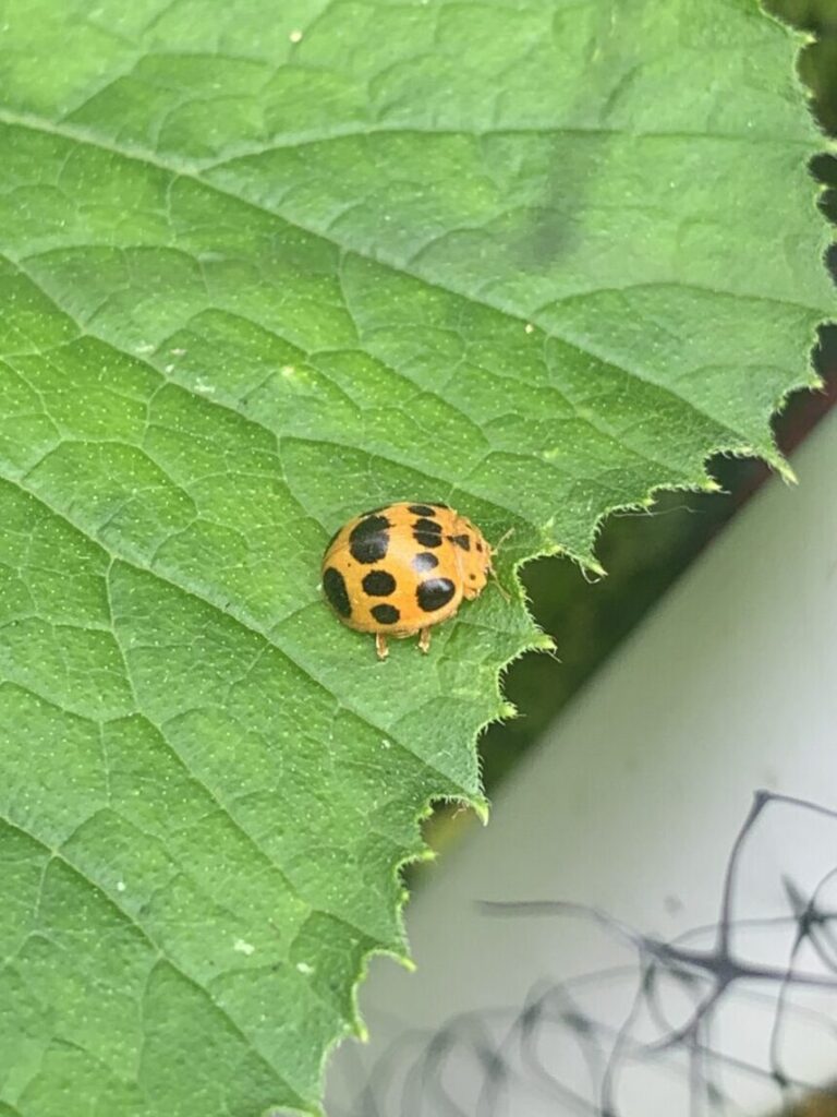 What to Do About Squash Beetles? Squash Those Beetles! | Fulton From ...