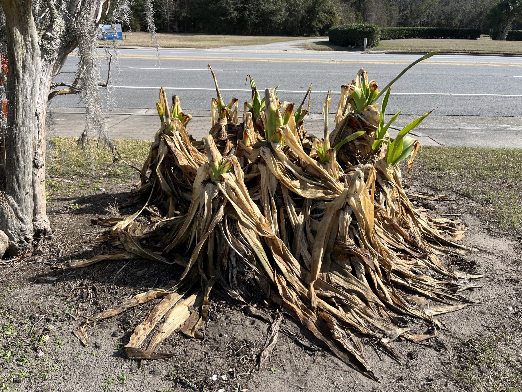 Freeze Damage and Pruning | Glynn and McIntosh Agriculture and Natural ...