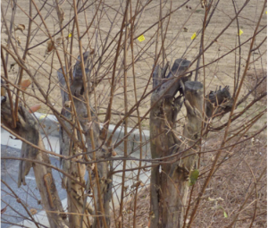 Pruning Crape Myrtles: How to Avoid “Crape Murder” | Glynn and McIntosh Agriculture and Natural ...