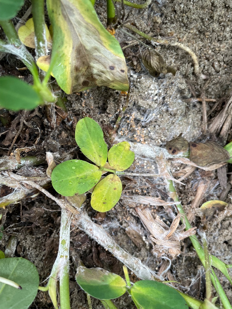 Row Crop Disease Update – Dr. Kemerait | Irwin County Extension Ag Blog