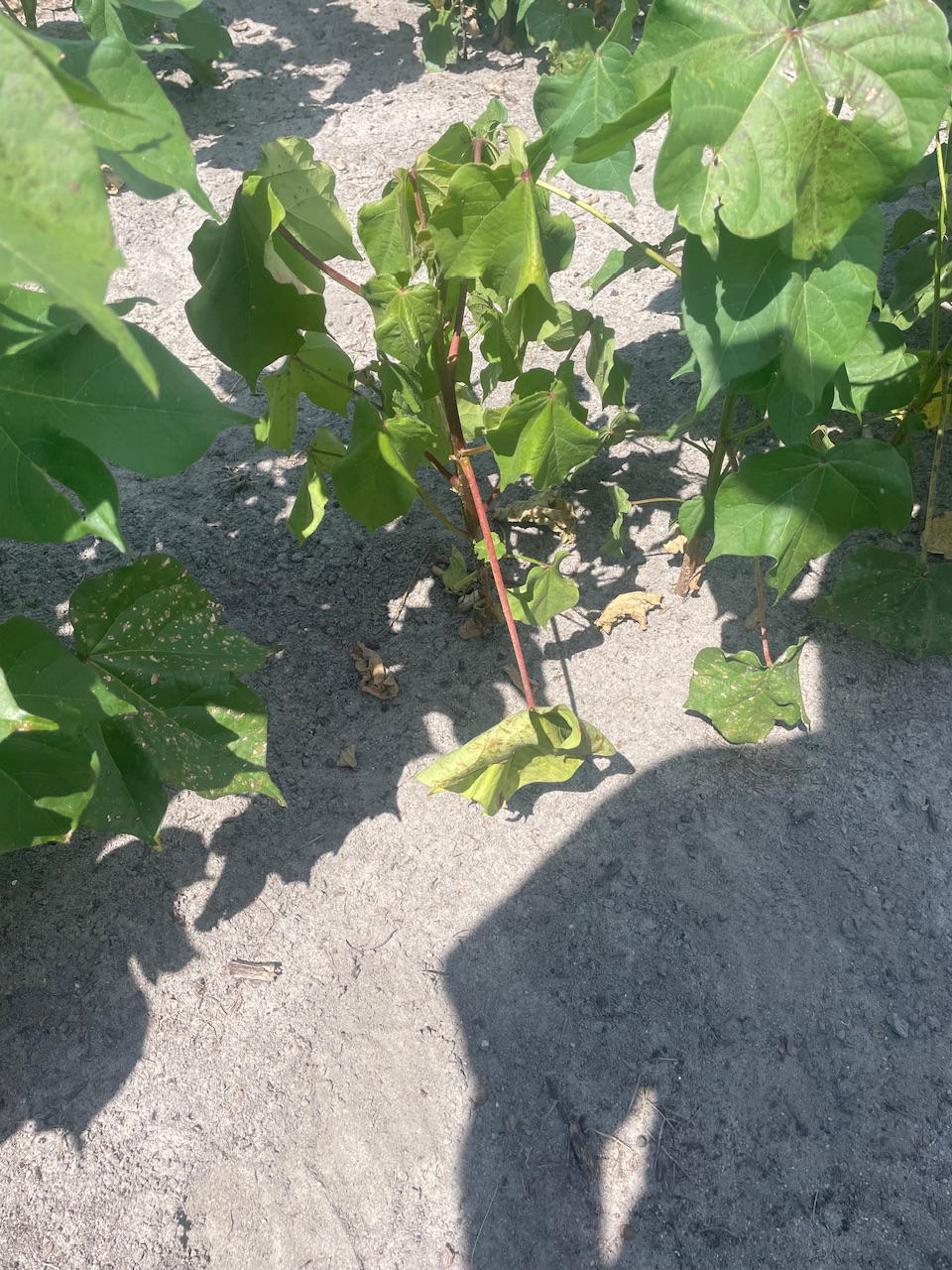 Row Crop Disease Update – Dr. Kemerait | Irwin County Extension Ag Blog