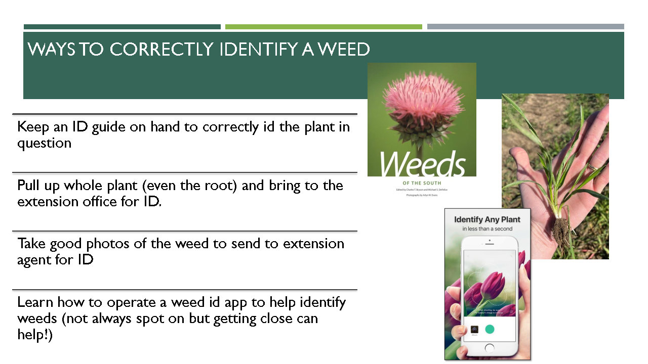 Weed ID Dos and Don’ts | Irwin County Extension Ag Blog
