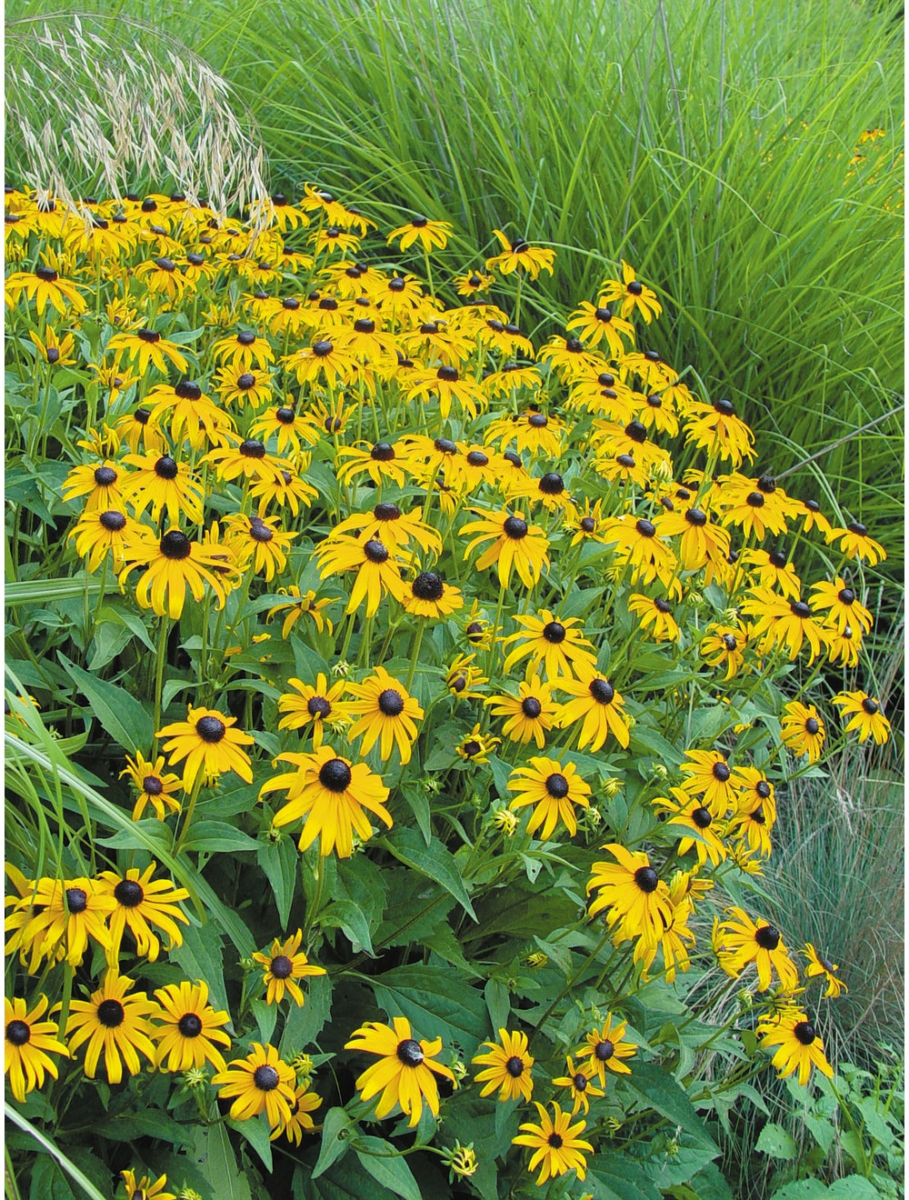 Black-Eyed Susan | Keep Bartow Beautiful
