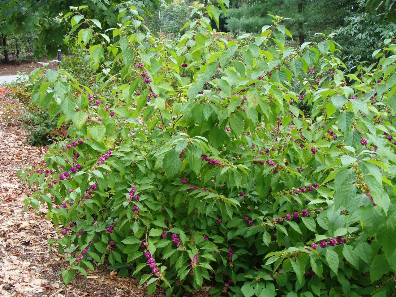 American Beautyberry | Keep Bartow Beautiful